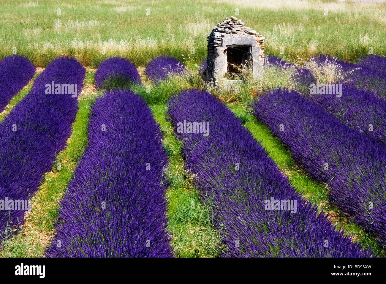 Lavender farm field rural france hi-res stock photography and images ...