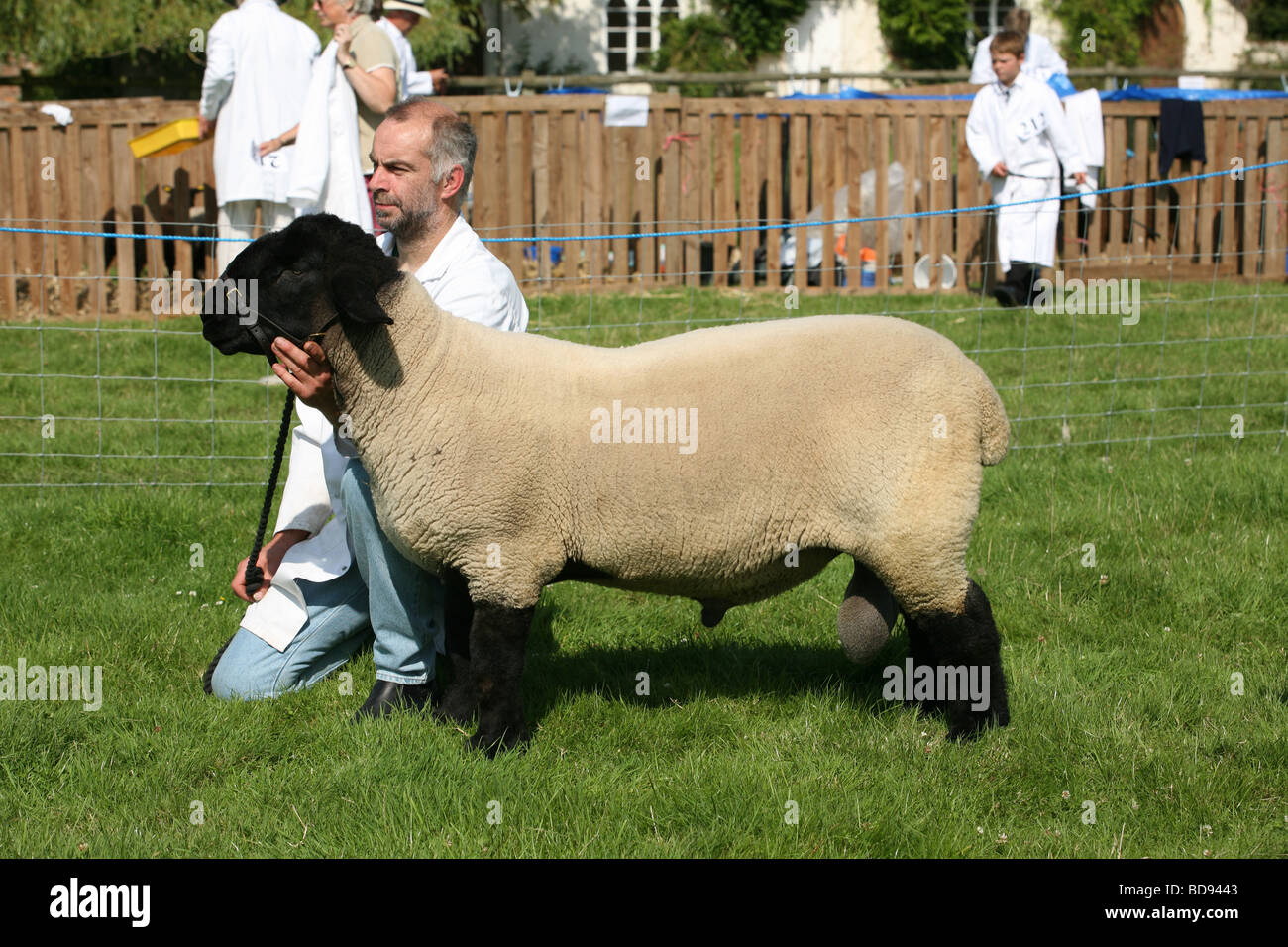 Prize winning sheep at The Ellingham show Stock Photo - Alamy