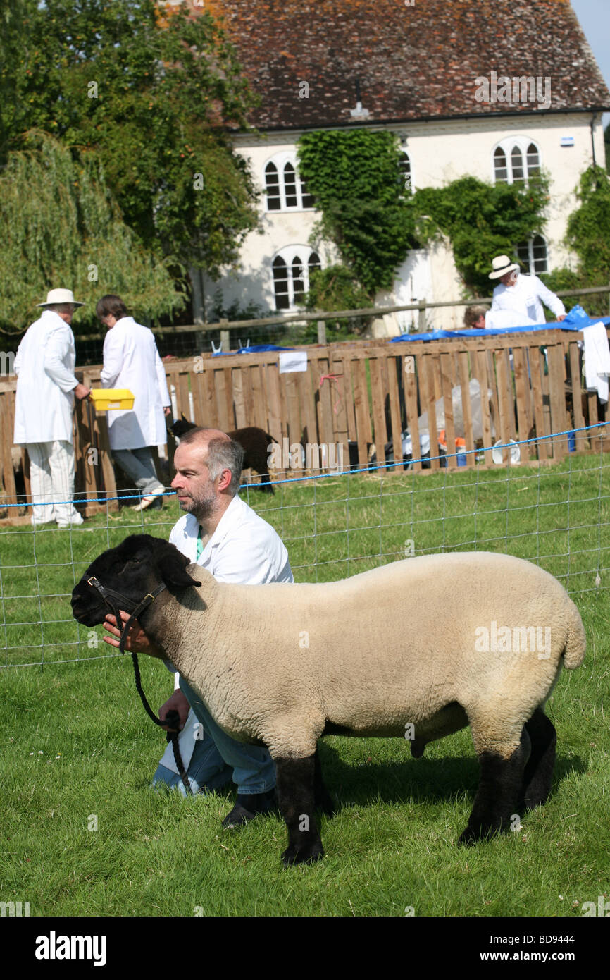 Prize winning sheep hi-res stock photography and images - Alamy