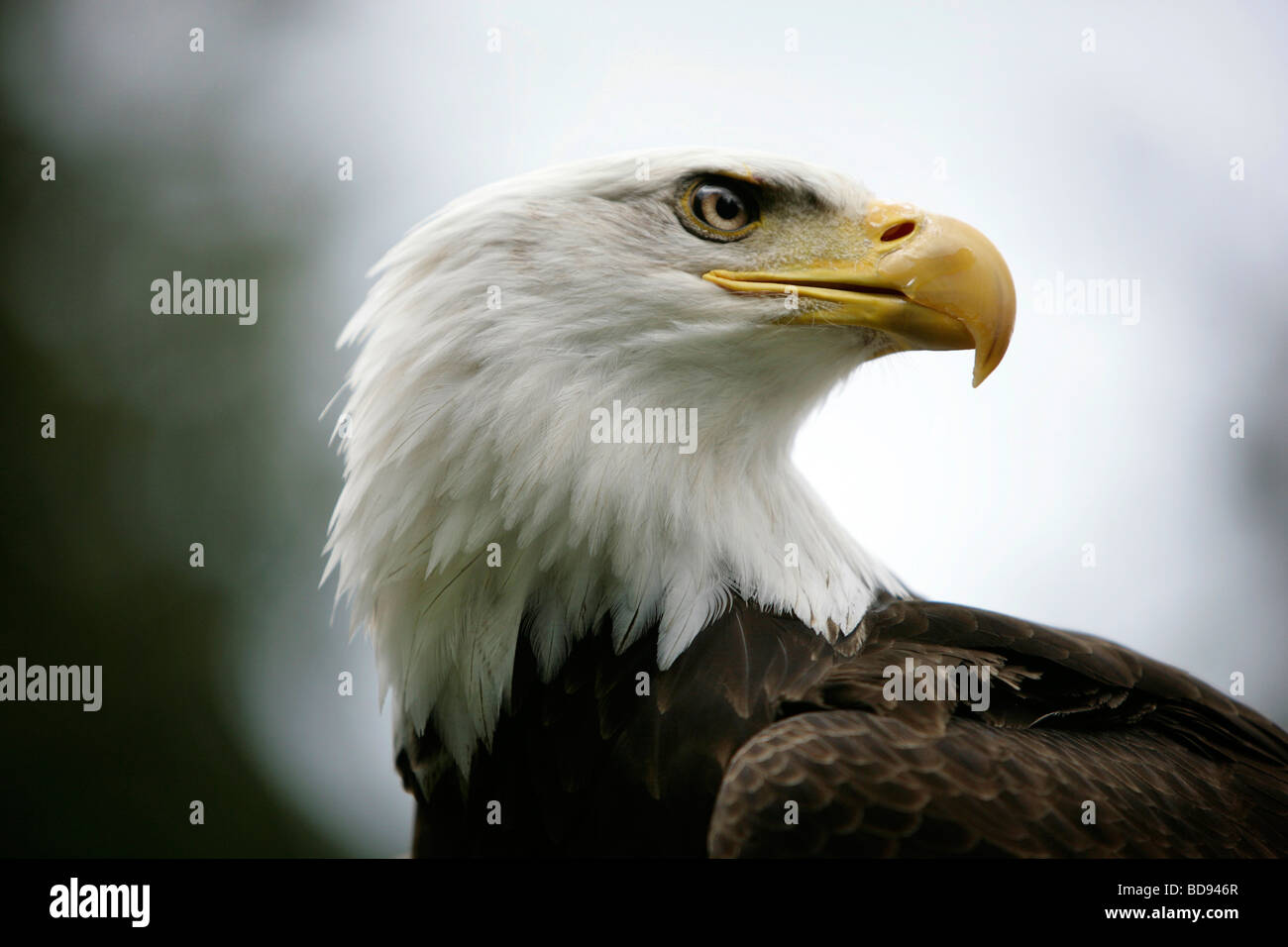 head of a bald eagle Stock Photo - Alamy