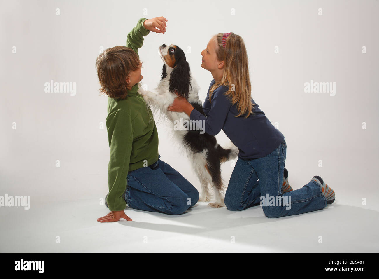 Children with Cavalier King Charles Spaniel tricolour Stock Photo - Alamy