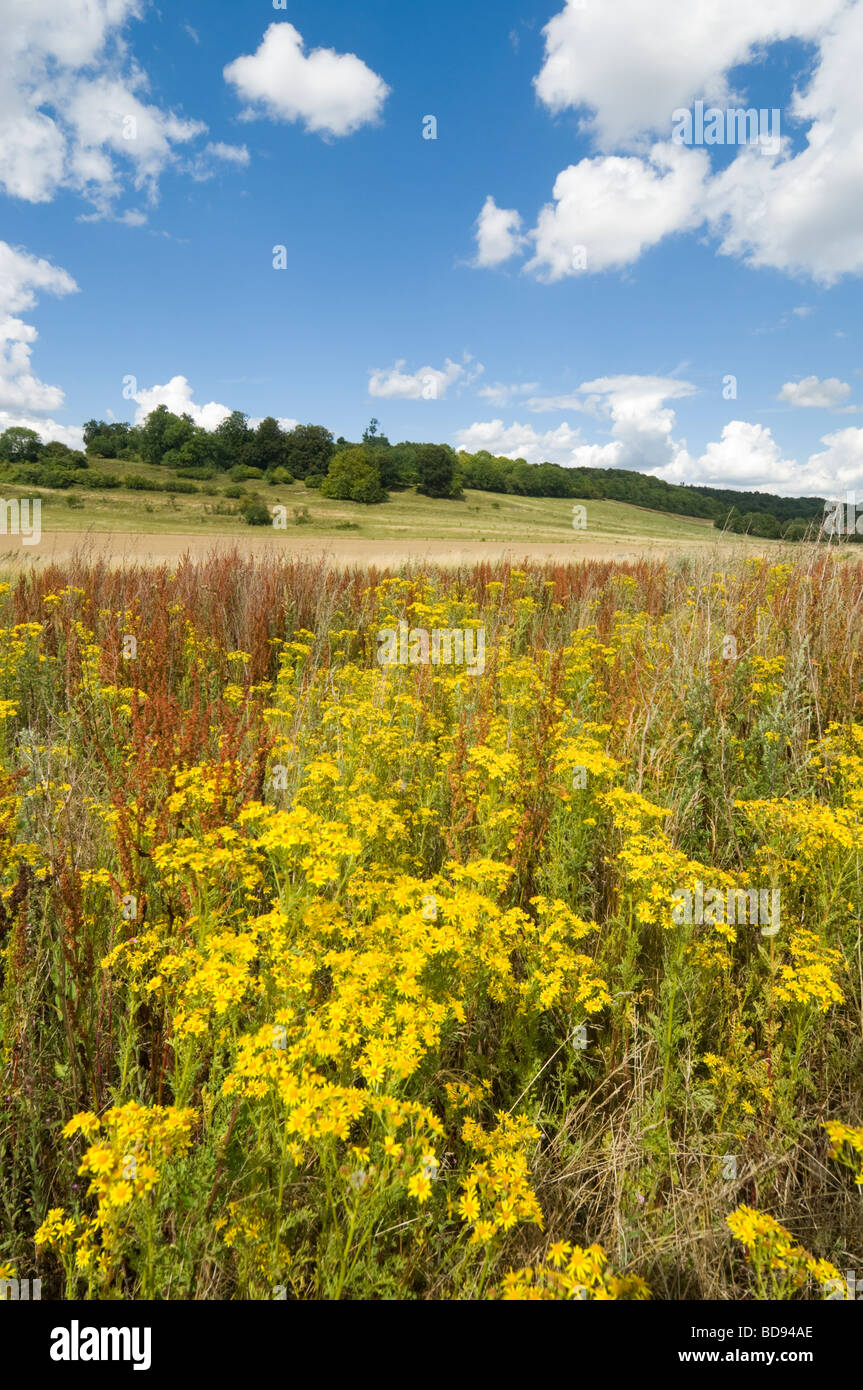 Rolling Countryside Oxfordshire UK Stock Photo - Alamy