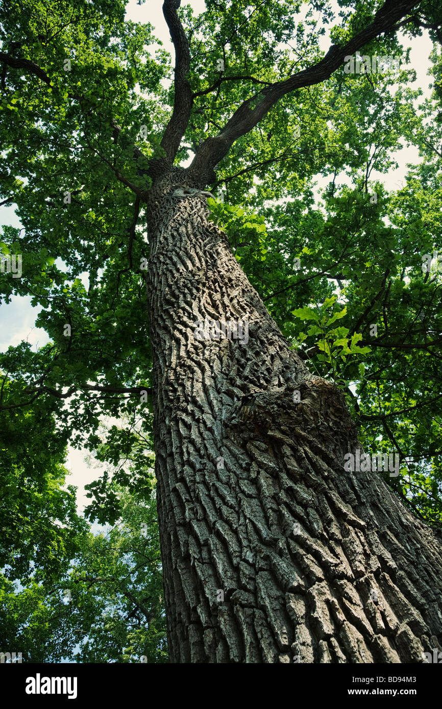 Strong oak tree low hi-res stock photography and images - Alamy