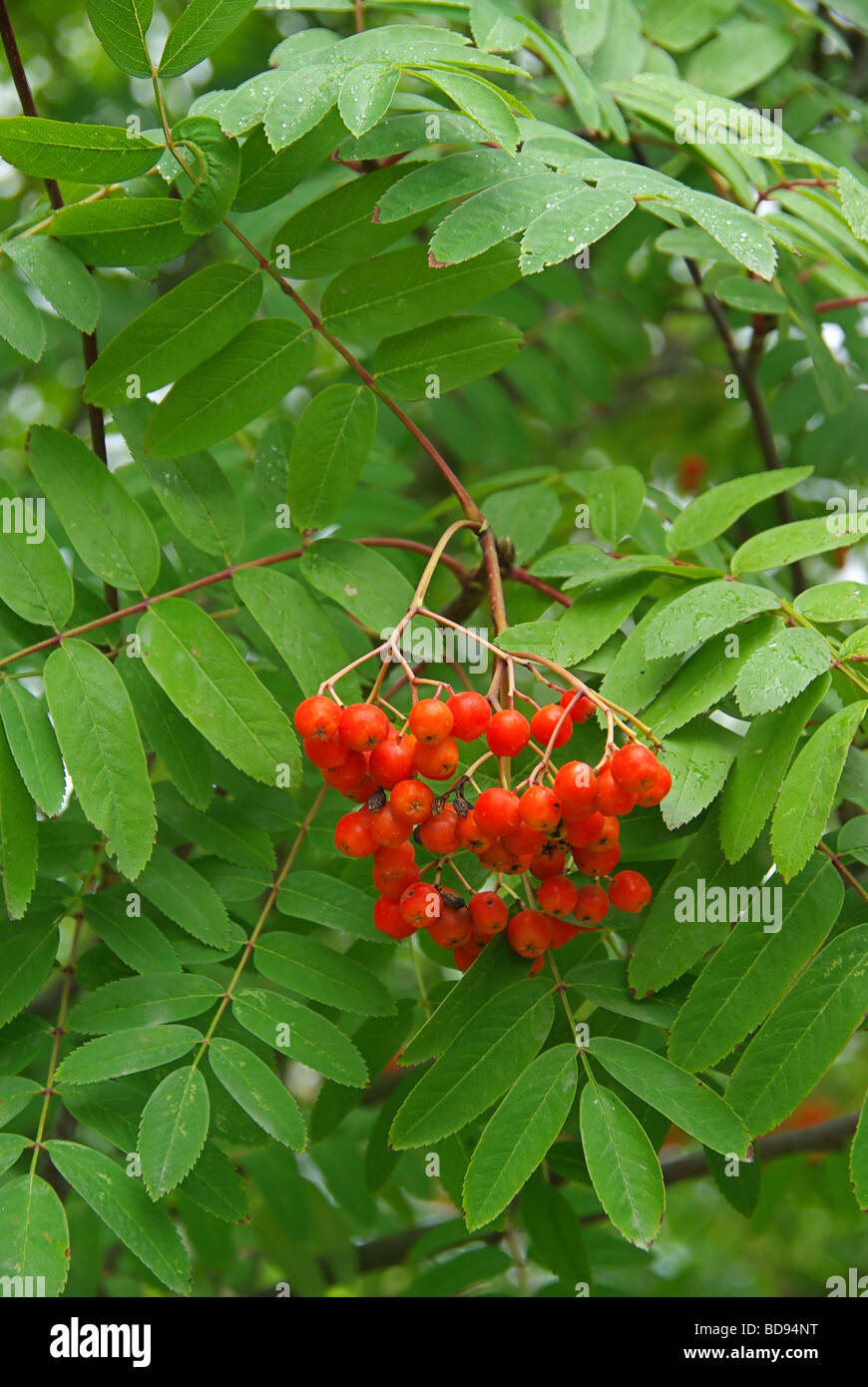 Sorbus aucuparia eberesche hi-res stock photography and images - Alamy
