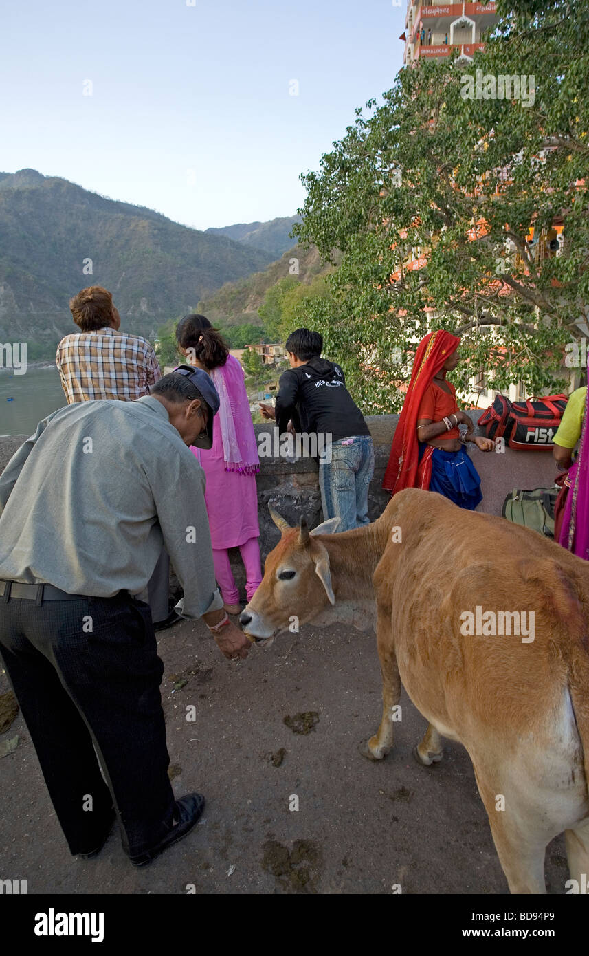 Man offering food to a cow. Rishikesh. India Stock Photo - Alamy
