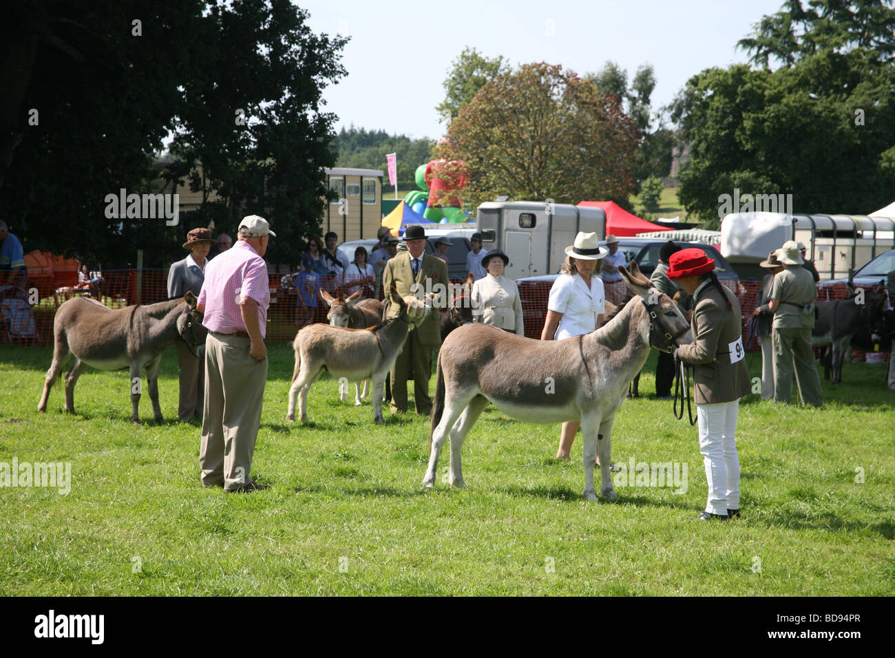 Donkeys at the Ellingham country show Stock Photo - Alamy