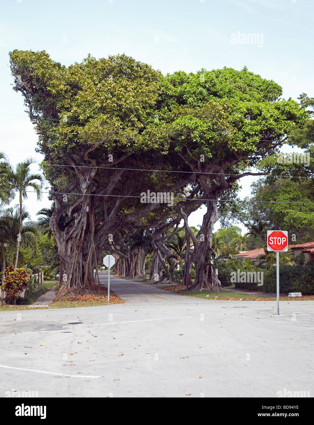 tunnel of trees Stock Photo - Alamy