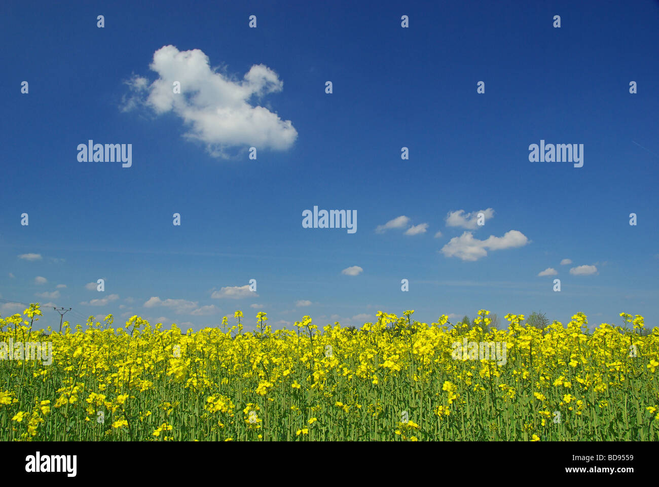 Raps Rapeseed 12 Stock Photo - Alamy