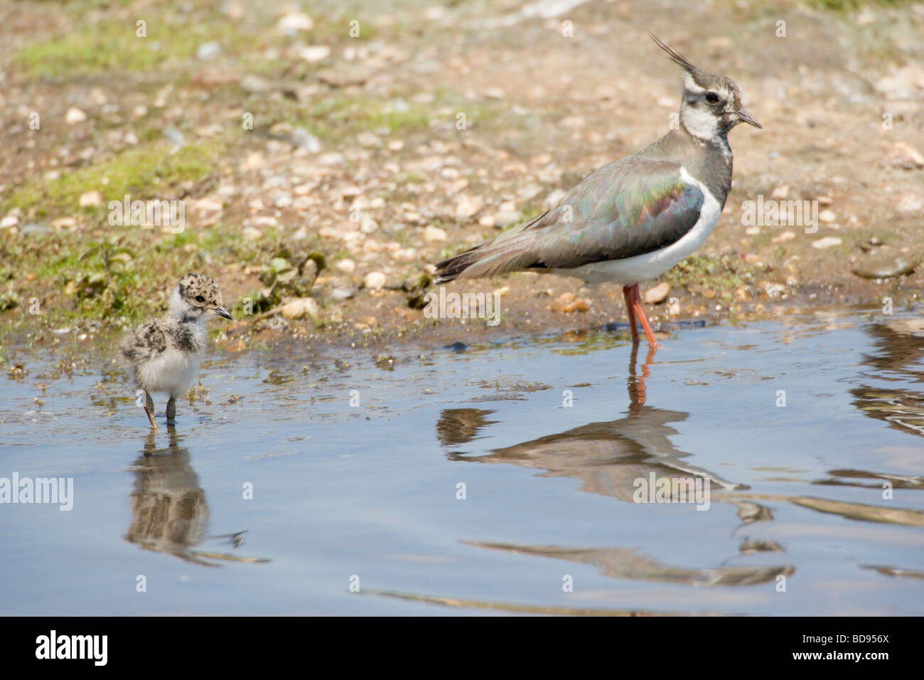 Female Lapwing Vanellus vanellus and young chick standing at waters ...