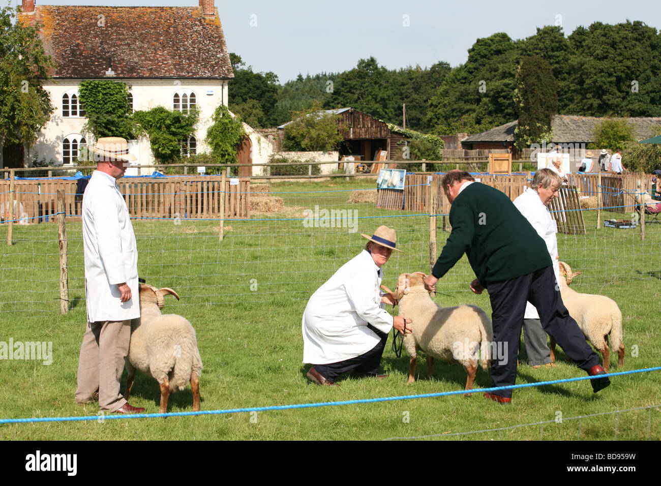 Prize winning sheep hi-res stock photography and images - Alamy