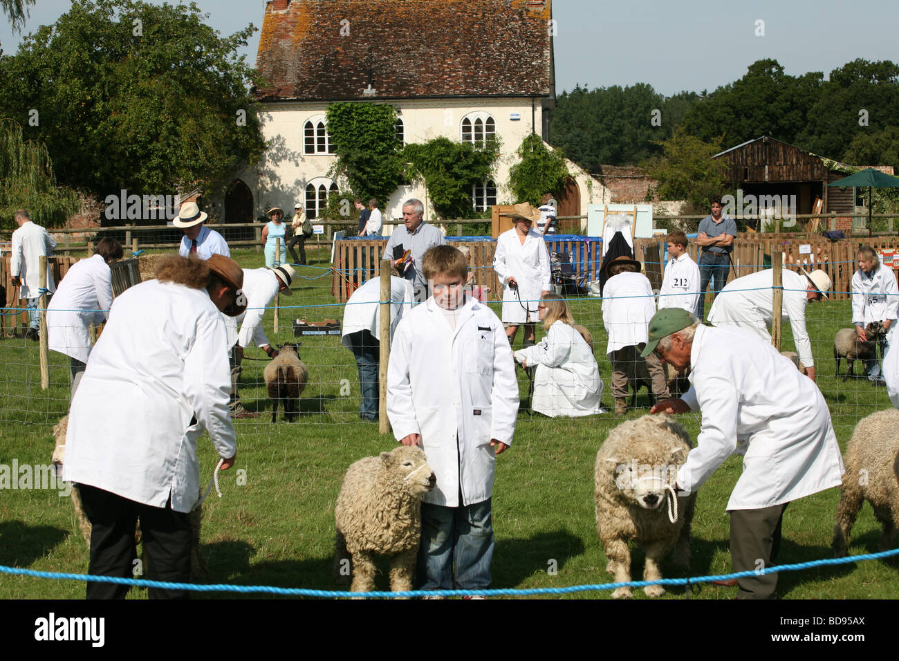 Prize winning sheep at The Ellingham show Stock Photo - Alamy