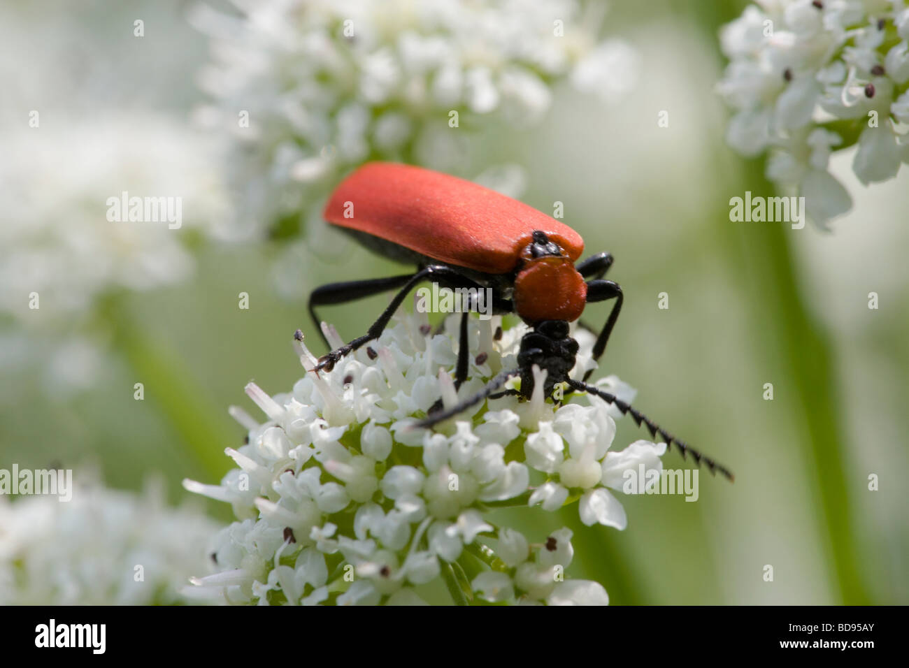Common Cardinal beetle Pyrochroa coccinea feeding on flowers Stock ...