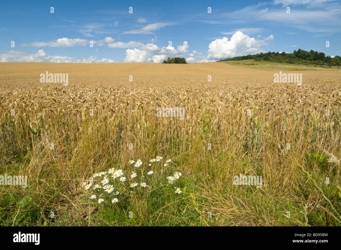Corn Field Oxfordshire UK Stock Photo - Alamy