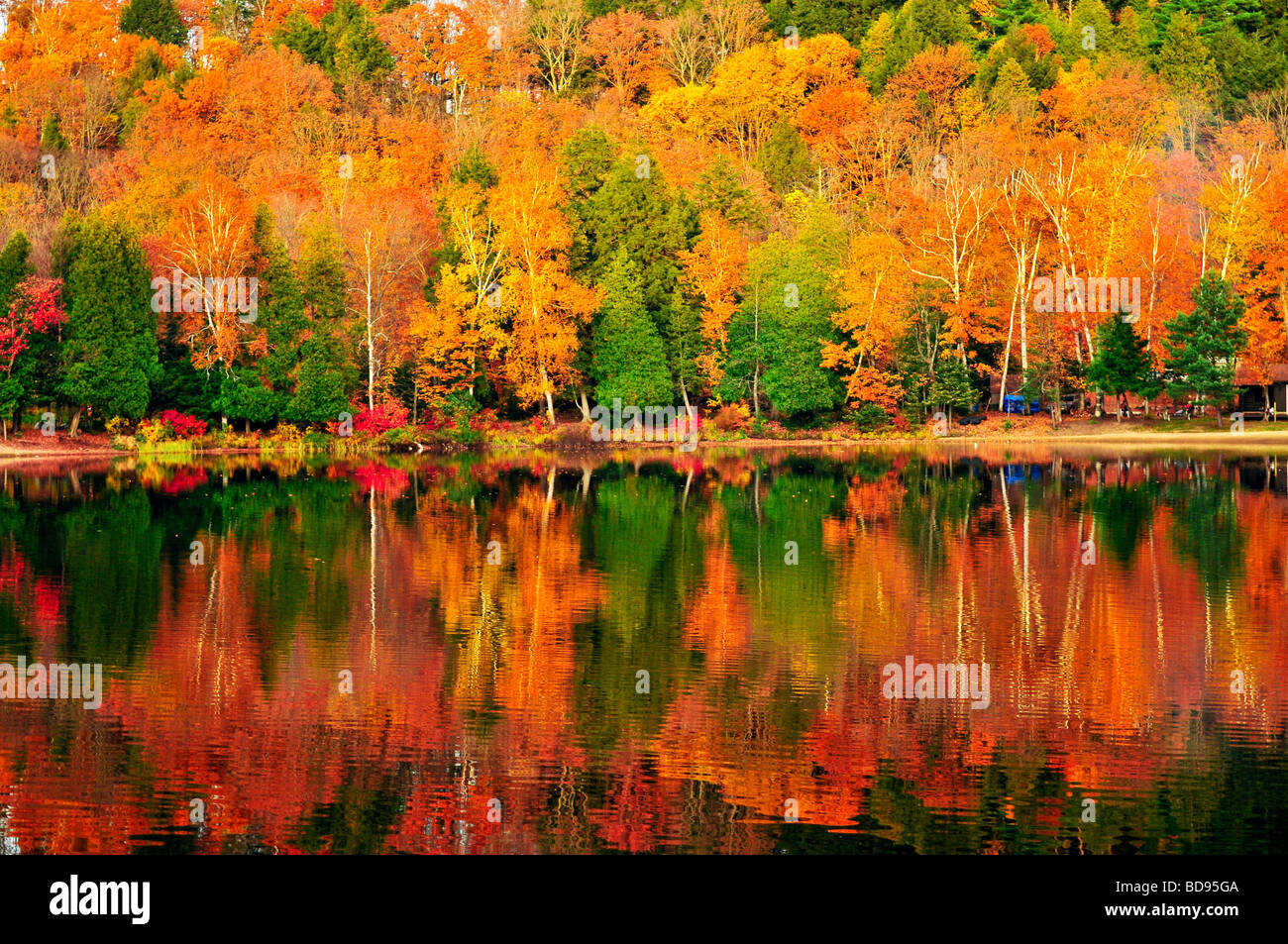 Red and orange fall trees and their lake reflection hi-res stock ...