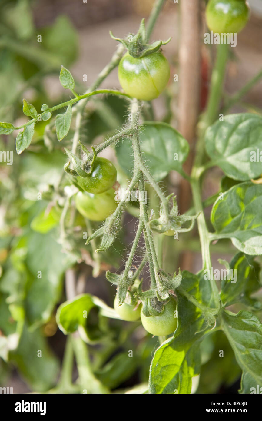 Close up of young unripened leafy cherry tomato plants with green ...
