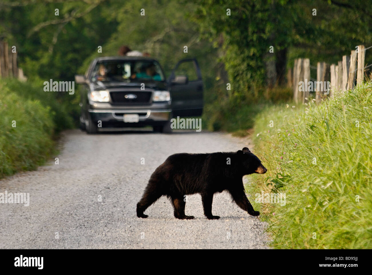 Bear Crossing