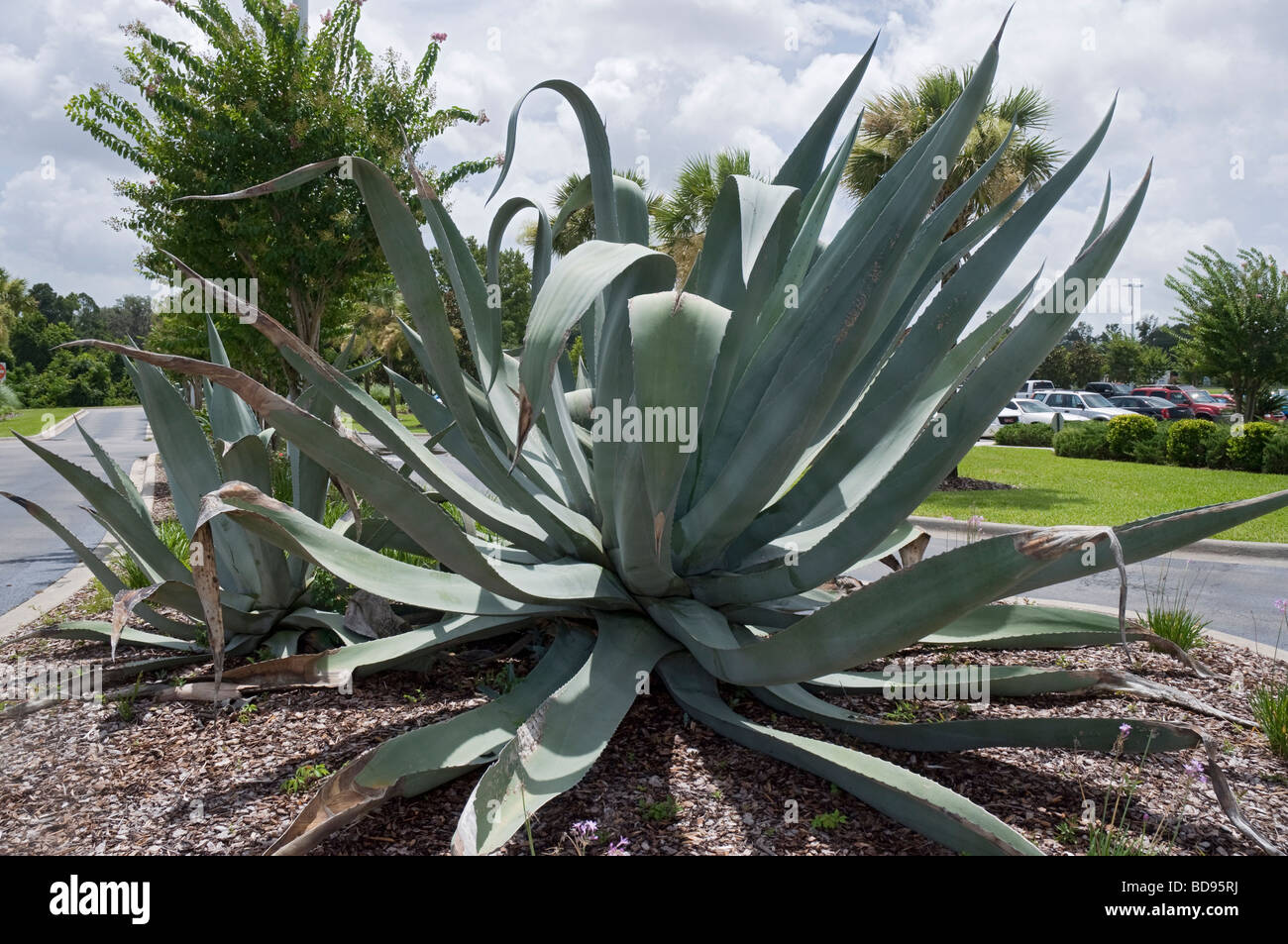 large century plant used in commercial landscaping area Stock Photo - Alamy