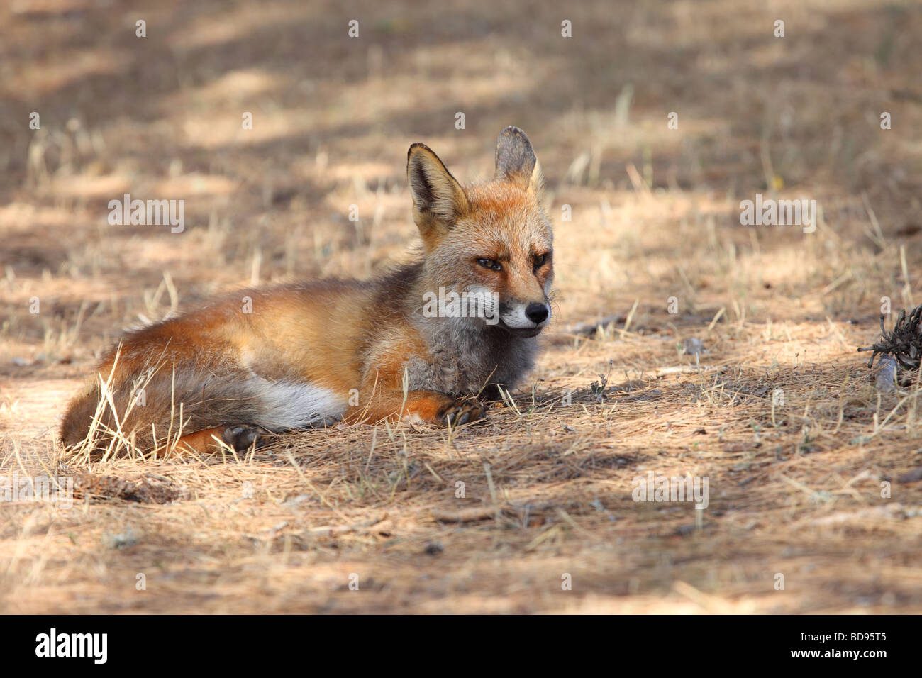 Male Red Fox Vulpes Vulpes Resting in the Sun Stock Photo - Alamy