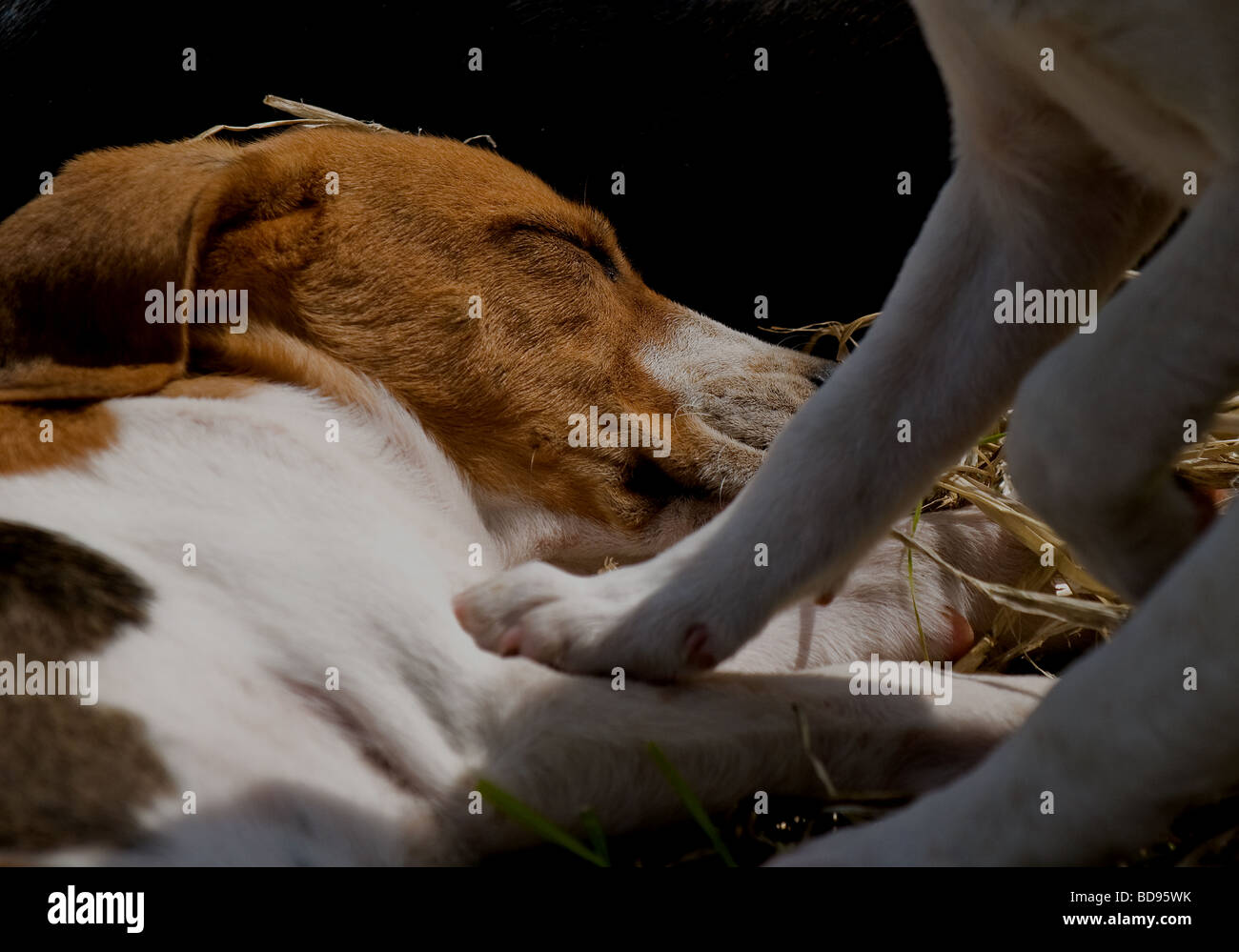 A sleeping puppy from the Lambo Beagle pack in Cornwall Stock Photo - Alamy