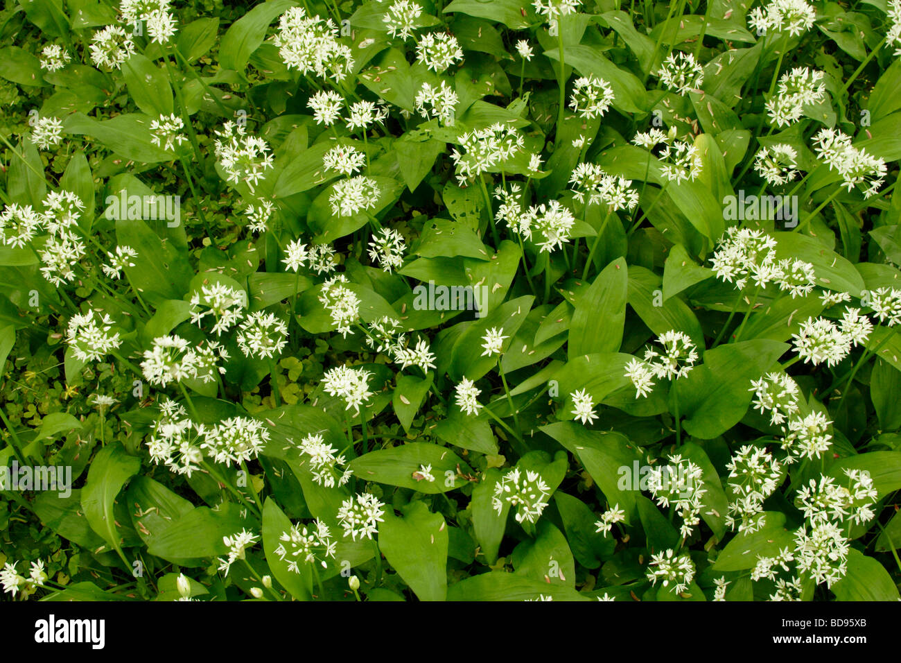 Wild Garlic or Ramsons (Allium ursinum) Cornwall, England, UK Stock ...