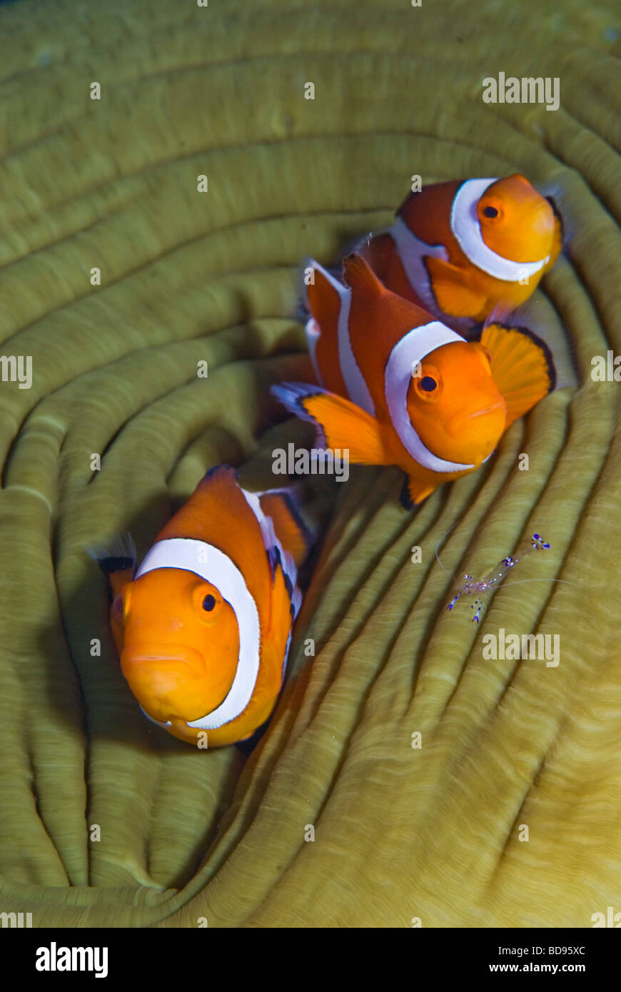 Clown fish hiding in the sea anemone, Cabilao, Philippines Stock Photo ...