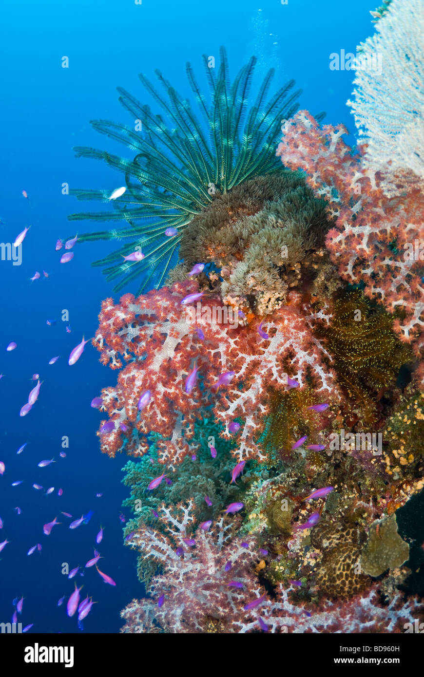 Philippines underwater coral reef fish hi-res stock photography and ...