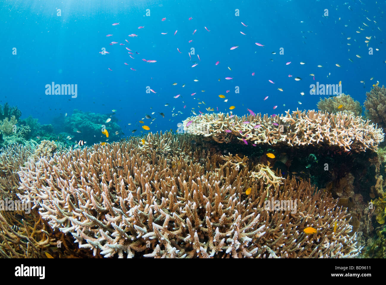 Philippines underwater coral reef fish hi-res stock photography and ...