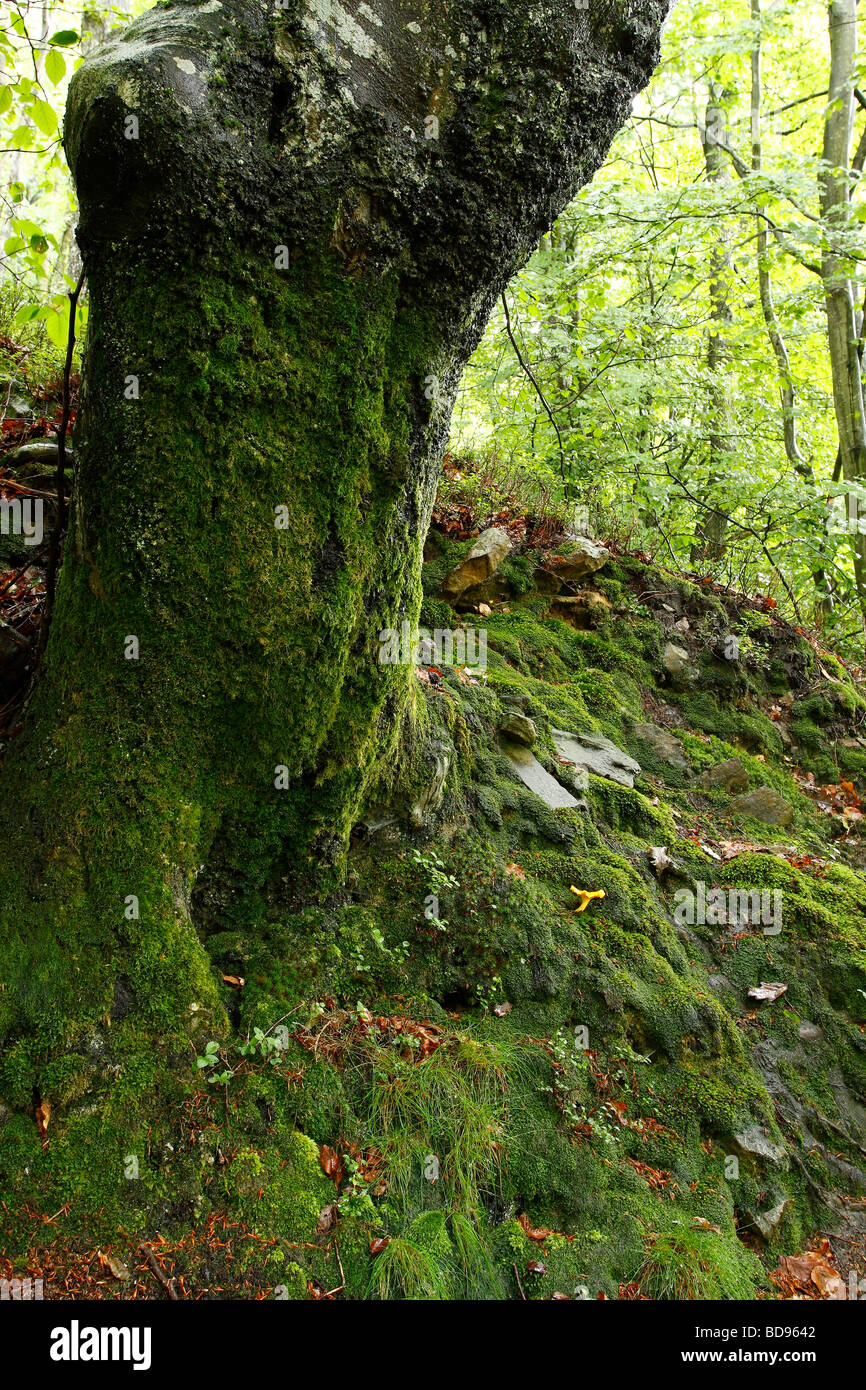 Spanish moss is not native to spain hi-res stock photography and images ...