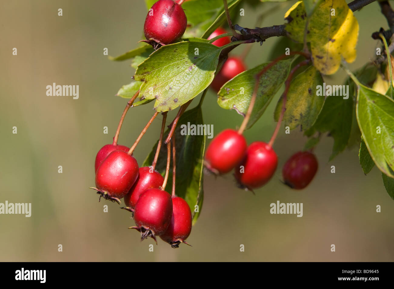 Crataegus Monogyna Winter High Resolution Stock Photography and Images ...