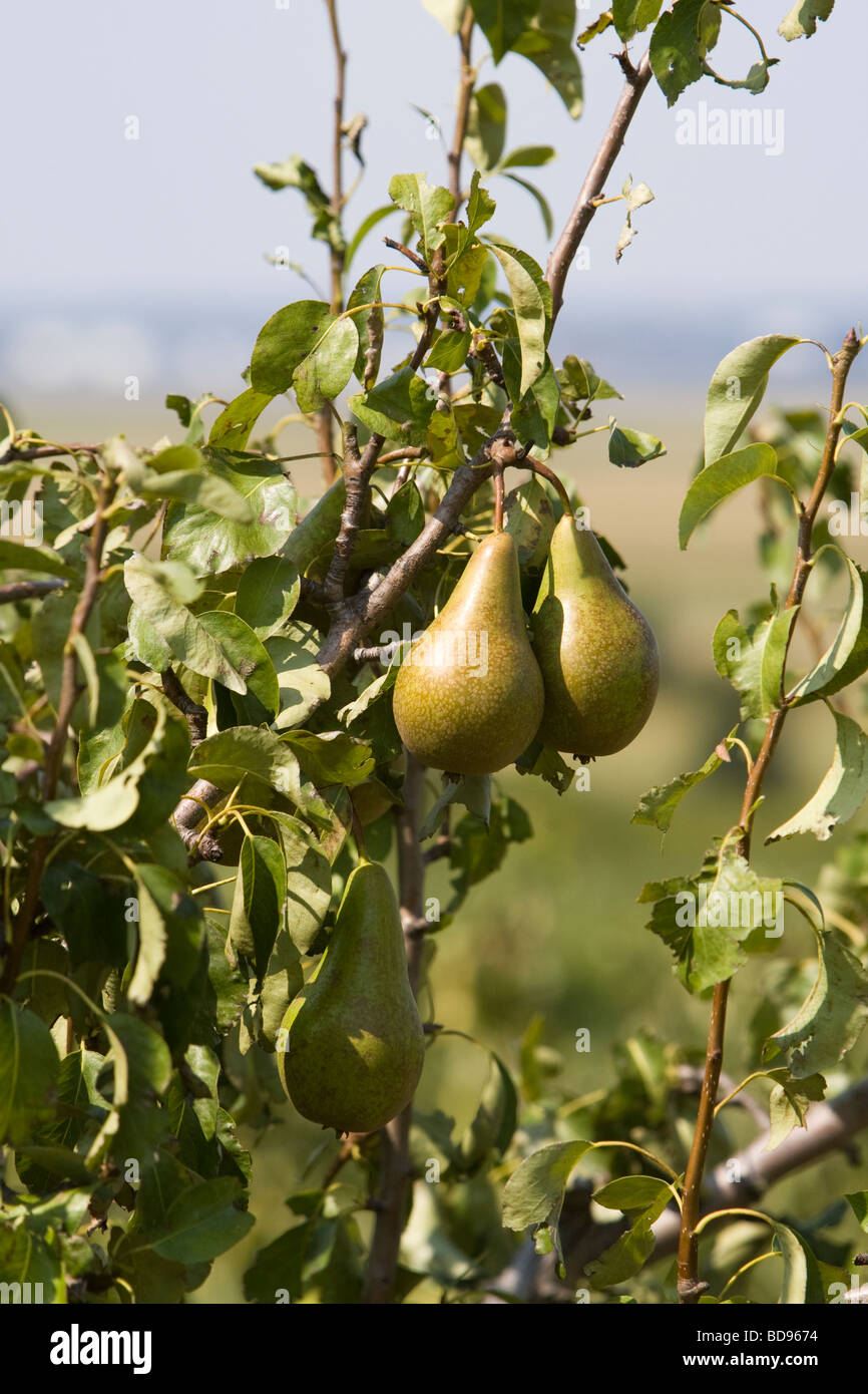 Perry pears hi-res stock photography and images - Alamy