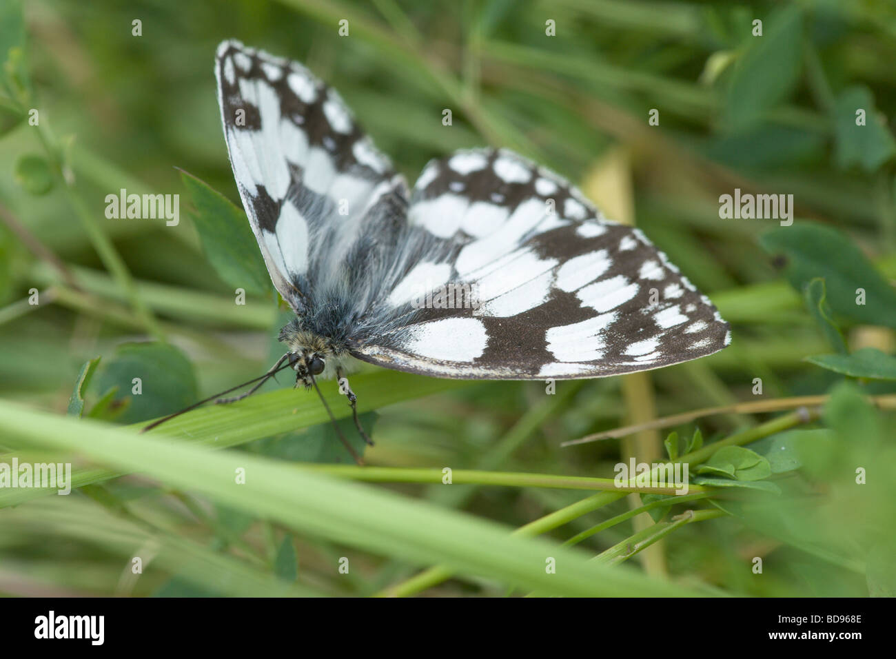 Marbled White butterfly Melanargia galathea in grass Stock Photo - Alamy