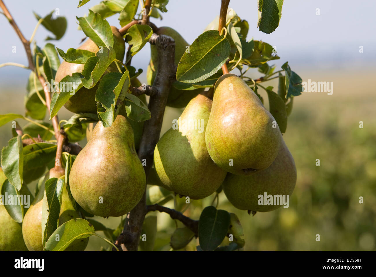 Perry pears hi-res stock photography and images - Alamy