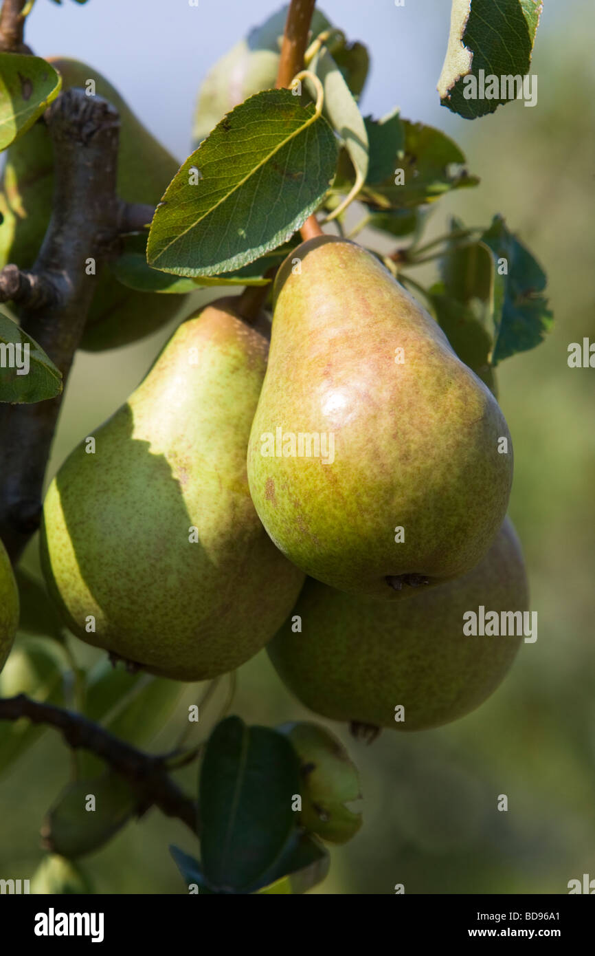 Pears on trees in a Kentish orchard Kent UK summer Stock Photo - Alamy