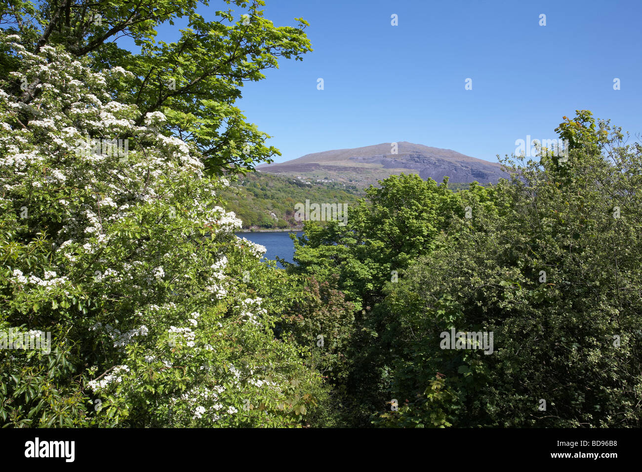 Llyn Padarn lake and Snowdonia Gwynedd Wales UK Stock Photo - Alamy