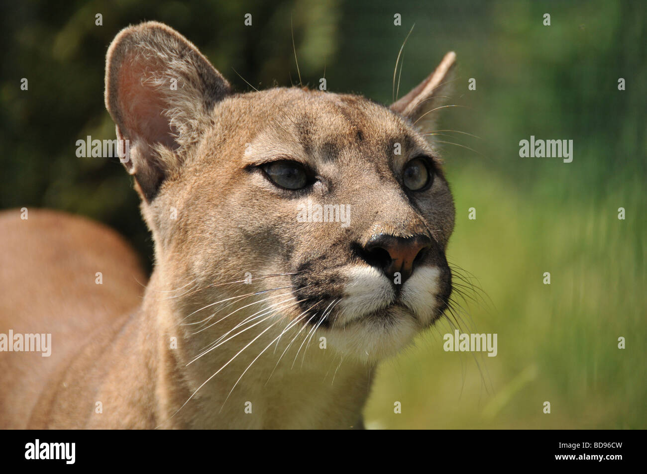 Puma or Cougar zoo Stock Photo - Alamy