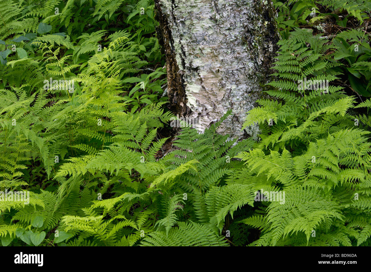 Ferns at the Base of a Tree in the Great Smoky Mountains National Park ...
