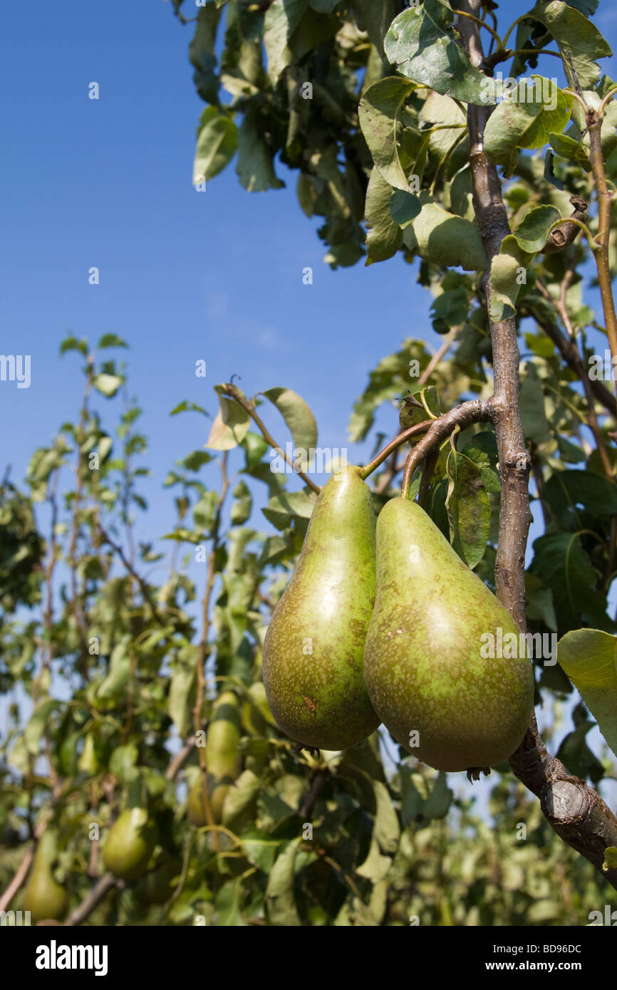 Perry pears hi-res stock photography and images - Alamy