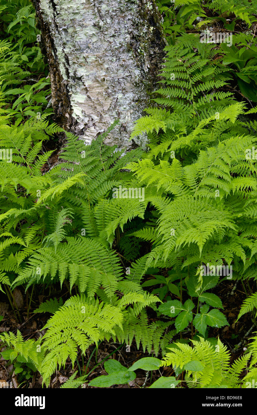 Ferns at the Base of a Tree in the Great Smoky Mountains National Park ...