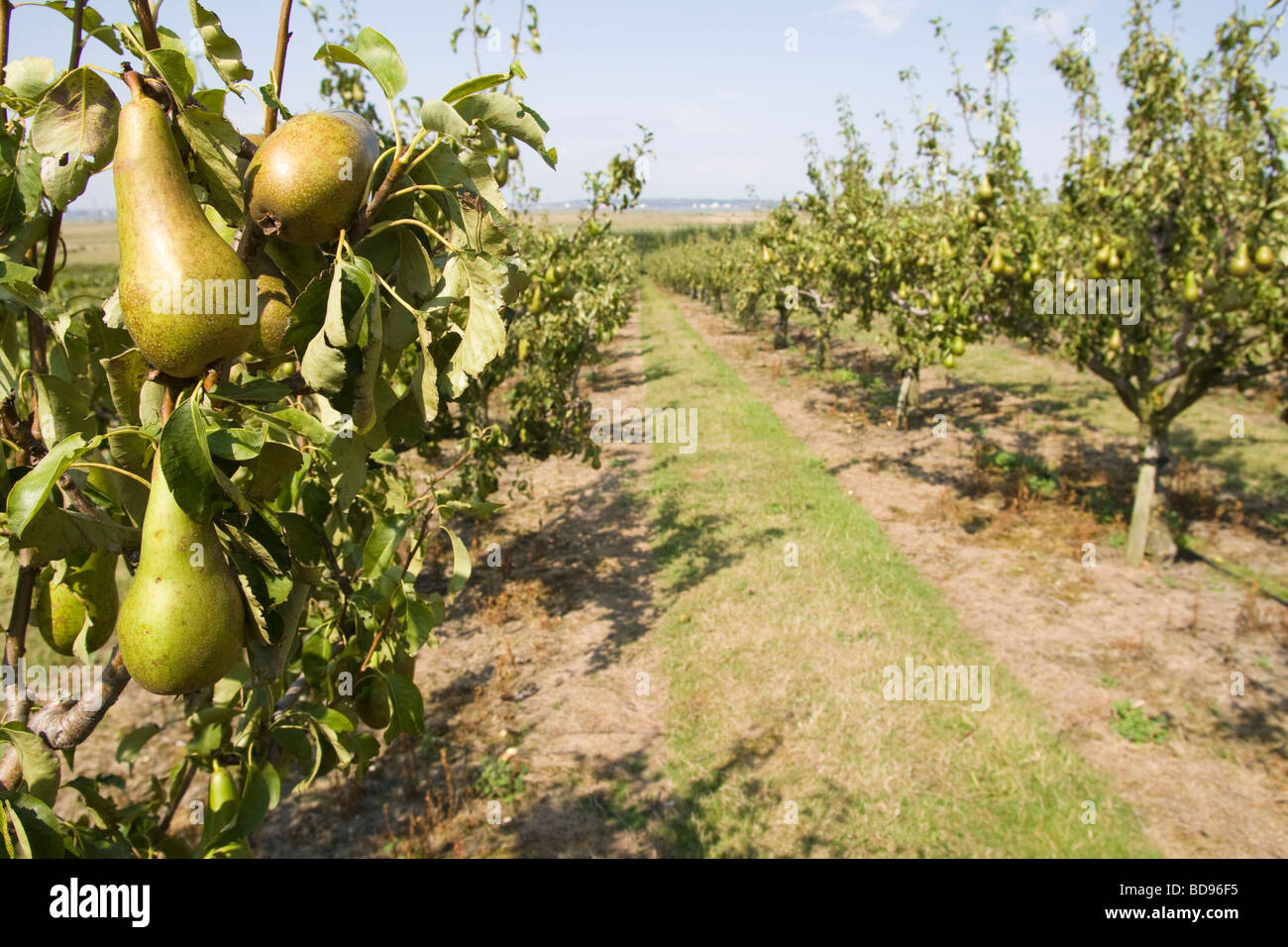 Pears on trees in a Kentish orchard Kent UK summer Stock Photo - Alamy