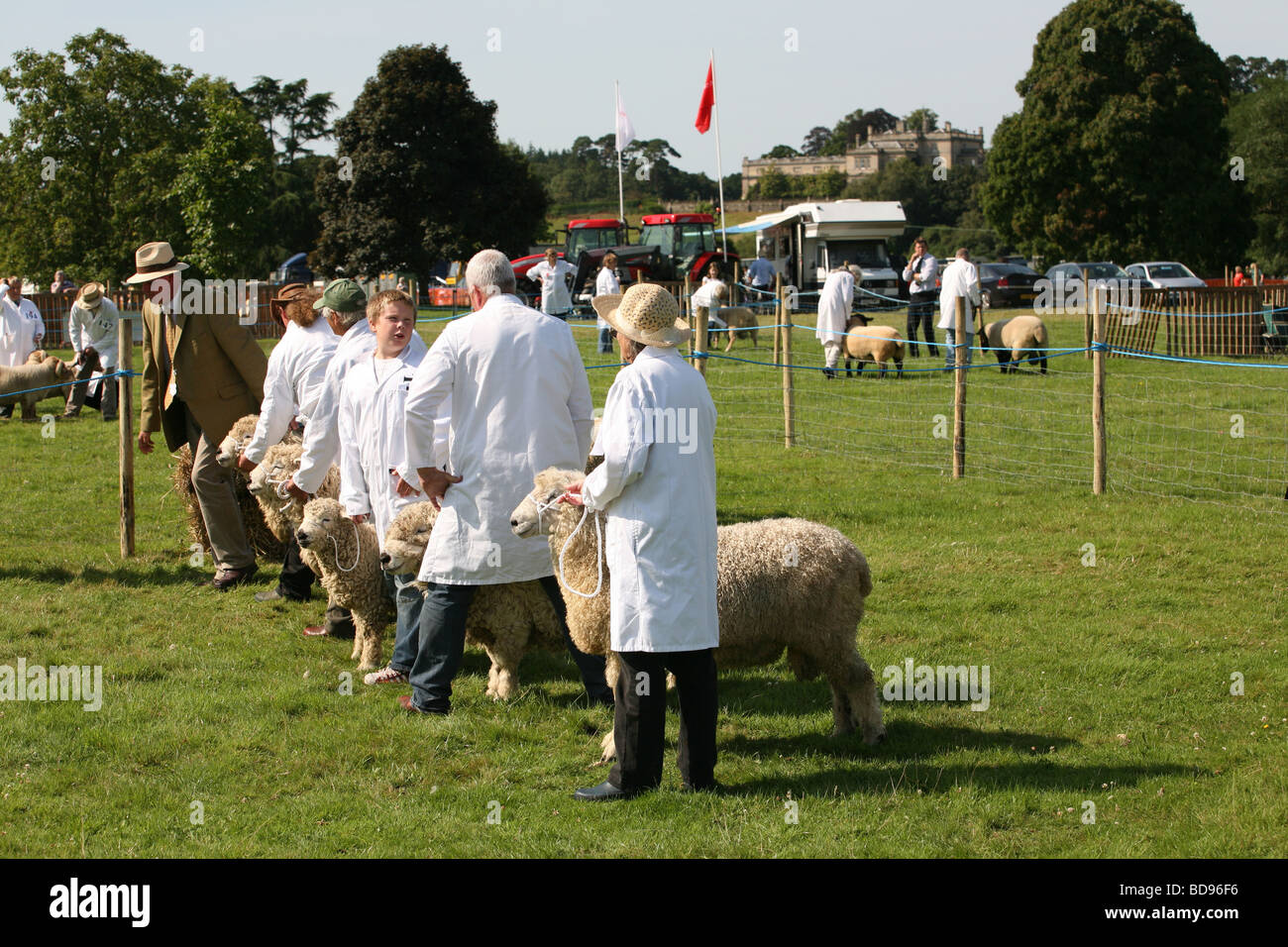 Prize winning sheep at The Ellingham show Stock Photo - Alamy