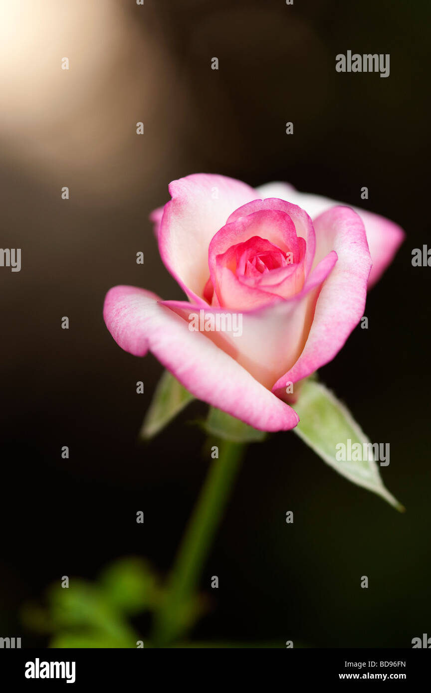 Rose flower with dark background and light reflections on back Stock ...