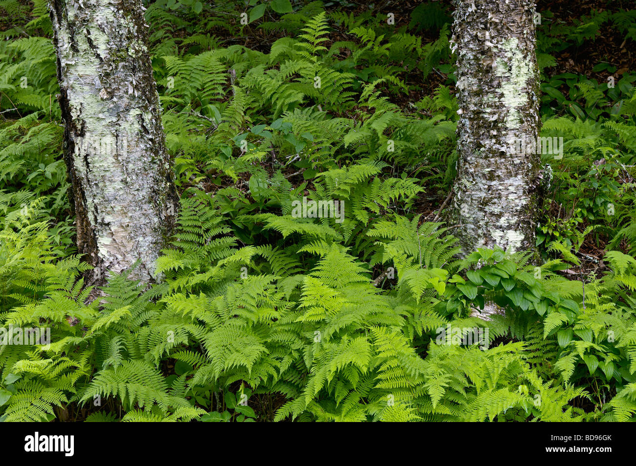 Ferns at the Base of Two Trees in the Great Smoky Mountains National ...