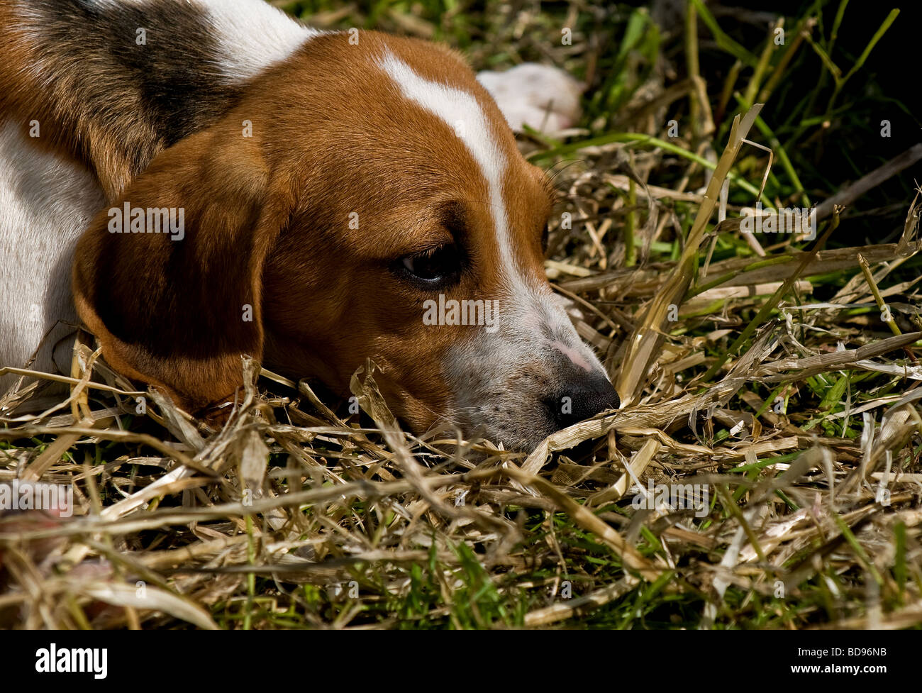 A puppy from the Lambo Beagle pack in Cornwall Stock Photo - Alamy