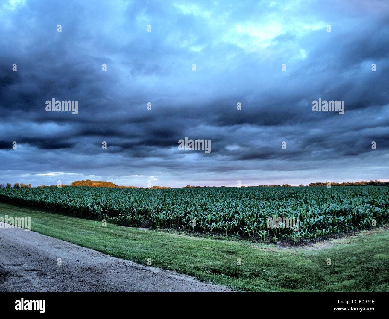 corn field with sunlight in distance on a very cloudy gray day and sky ...