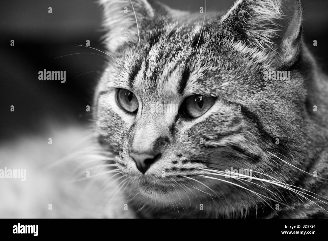 Face of a common tabby cat with bright eyes Stock Photo - Alamy