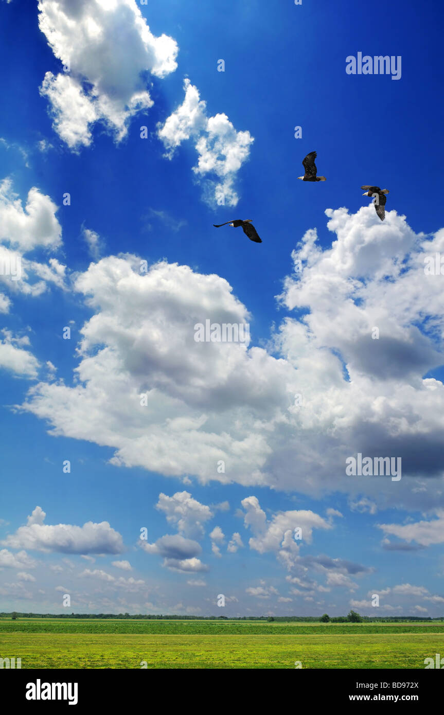 Flying eagles hi-res stock photography and images - Alamy