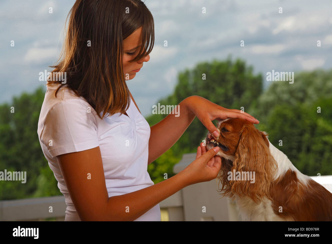Girl checking set of teeth of Cavalier King Charles Spaniel blenheim ...