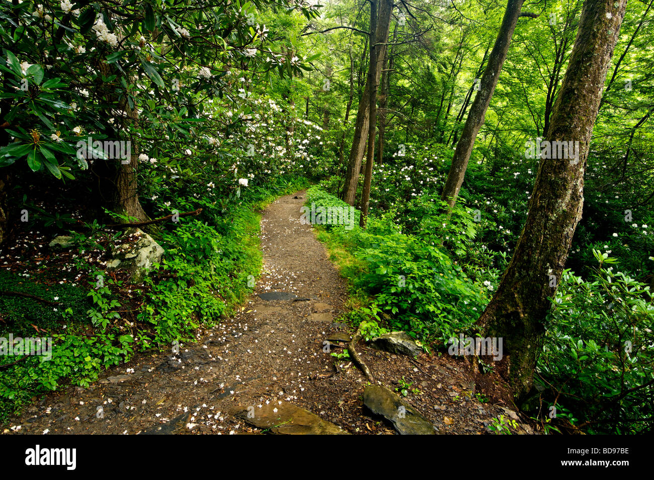 Chimney Tops Hiking Trail in the Great Smoky Mountains National Park in ...