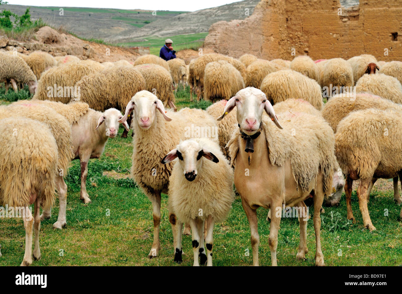Spain sheep sheep hi-res stock photography and images - Alamy