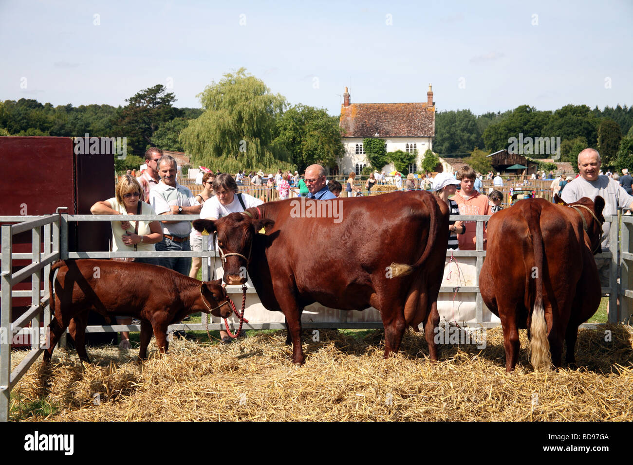 Brown dairy cows at the Ellingham Show Stock Photo - Alamy